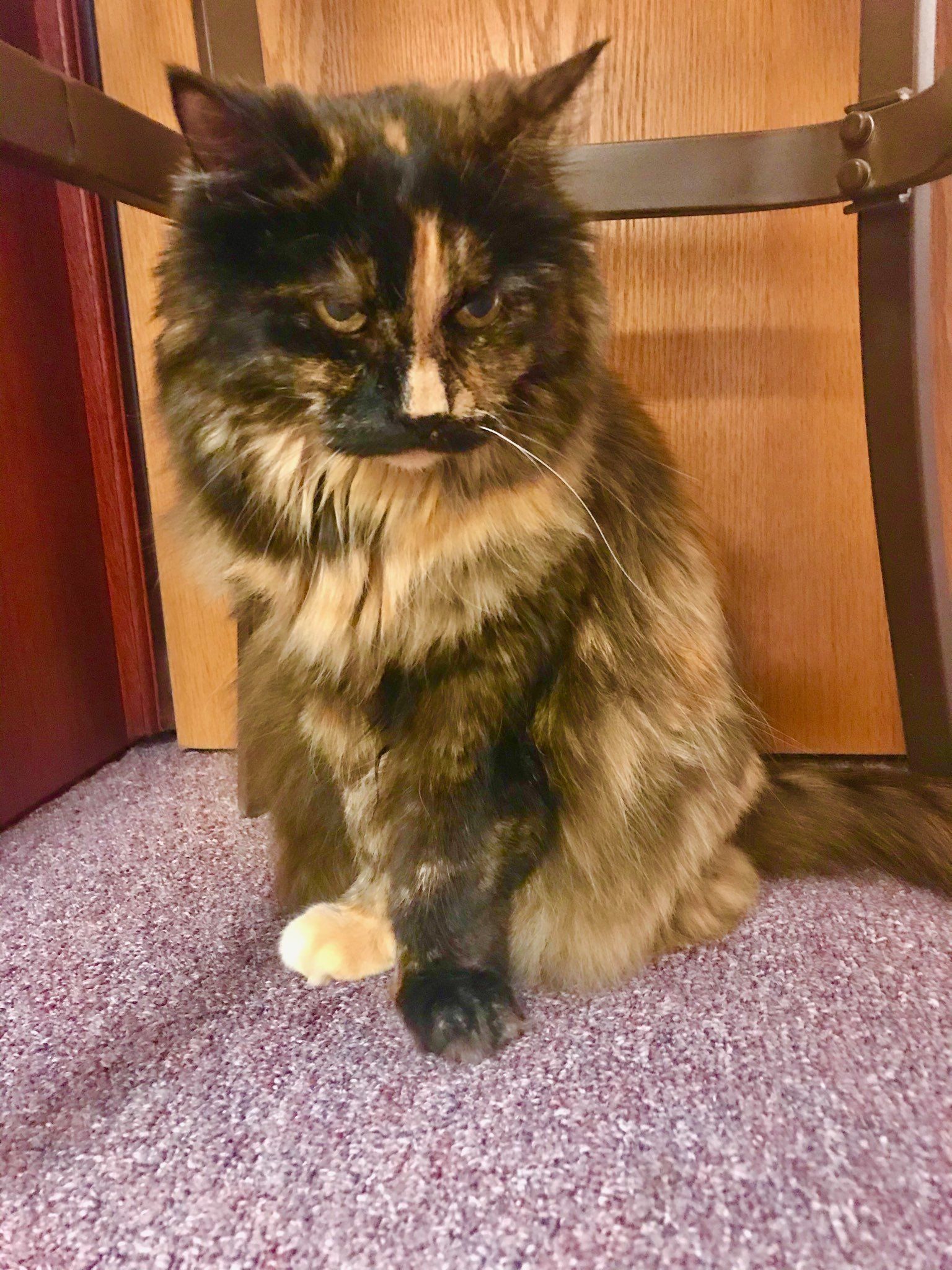 Tobie, the Wonderful Church Cat, Retires - The Divine Fellowship